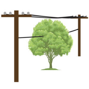 Tree Trimming Near Power Lines - Snohomish County PUD